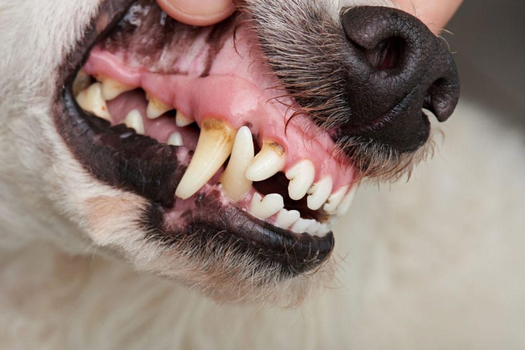 Premium Dental Snacks gegen Mundgeruch und Zahnstein beim Hund ...