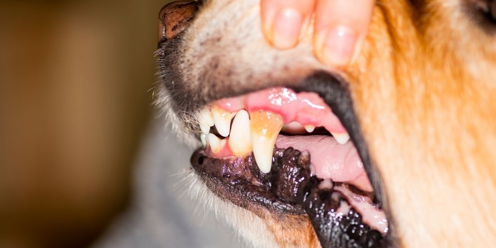Mundgeruch und Zahnstein beim Hund | Gesunde Vierbeiner