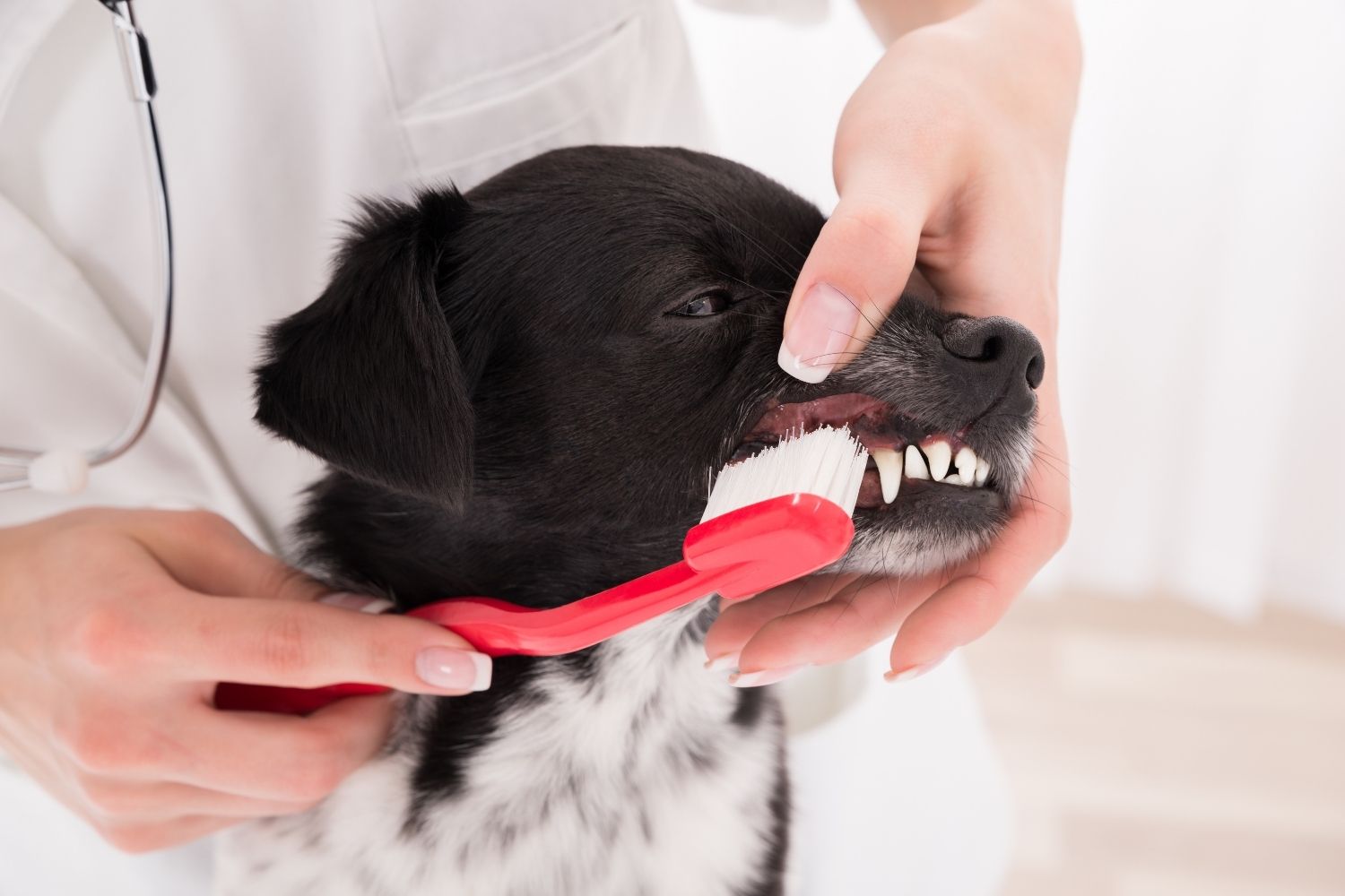 Premium Dental Snacks gegen Mundgeruch und Zahnstein beim Hund ...